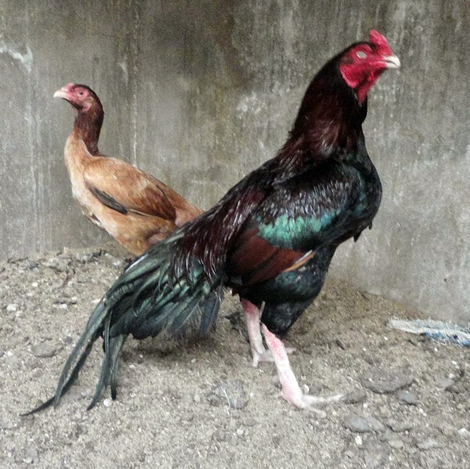 Syed Hammad Precious Aseels ~ Pakistani Aseel Photos