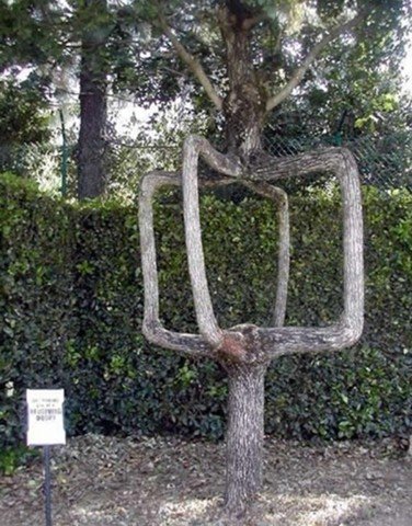 Amazing Trees around the world ~ ARHGUZ