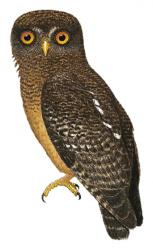 Tierra de lechuzas, búhos, mochuelos, autillos, cárabos: Ninox de ...