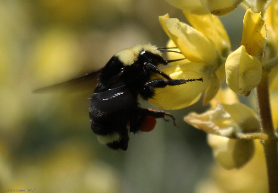 The Natural History of Bodega Head: Happy Pollinator Week!