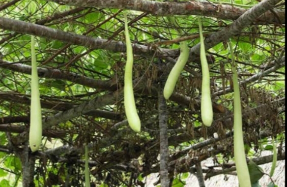 Labu Air, Tanaman unik pembuata Koteka