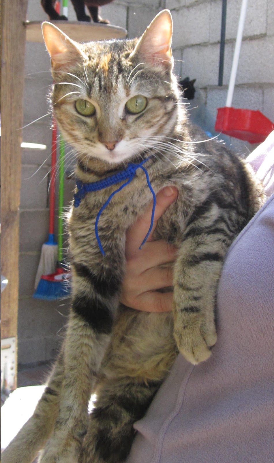 Segunda Oportunidad - Prodean Gatos La Linea.: Katy, la gatita que ...