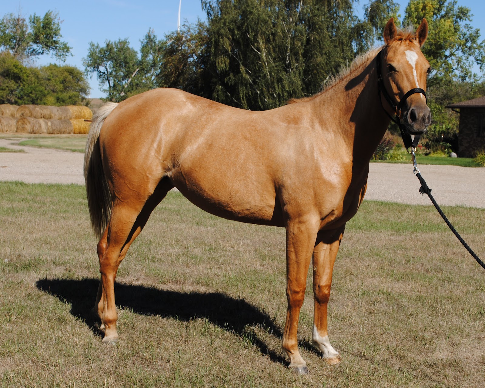 RPony Registered Quarter Horses at Spring Lake Ranch: RPONY Mares