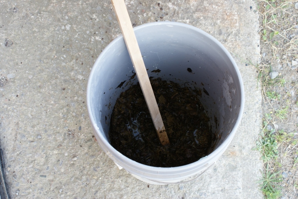 Musings of a Furniture Maker: Spalting Maple - The Horse Poo Experiment