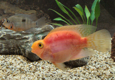 Flowerhorn The Hybrid Cichlids: Blood Parrot Fish