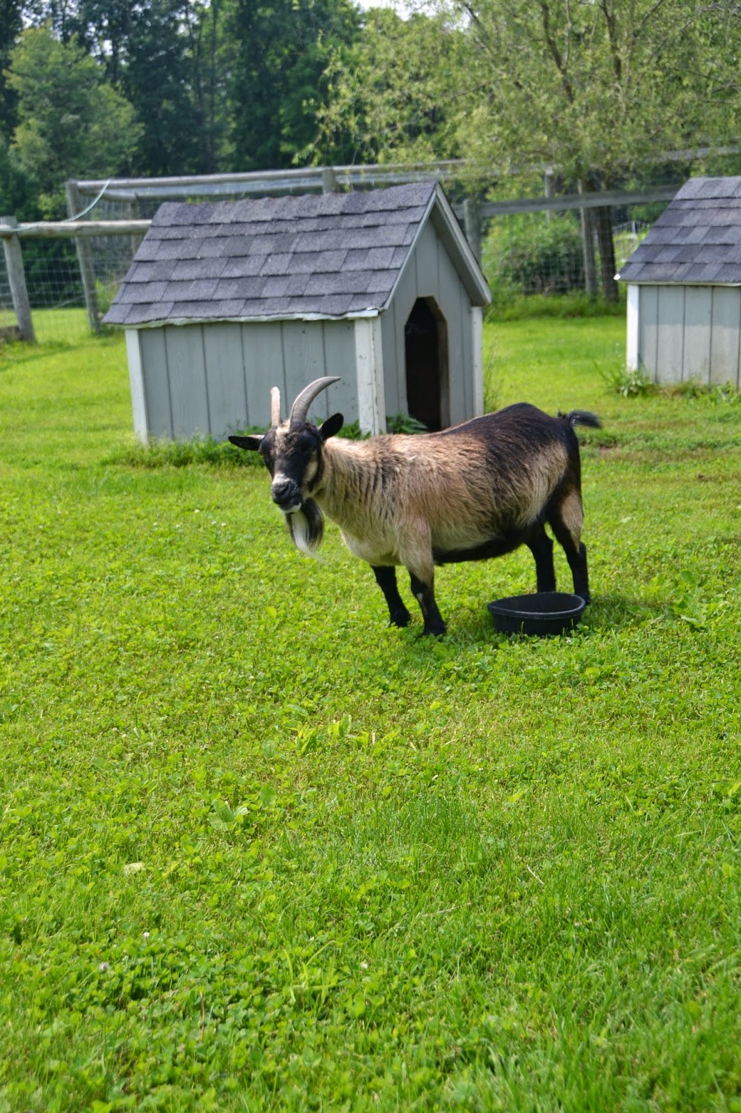 Scenes From A Summer Day In The Goat Yard