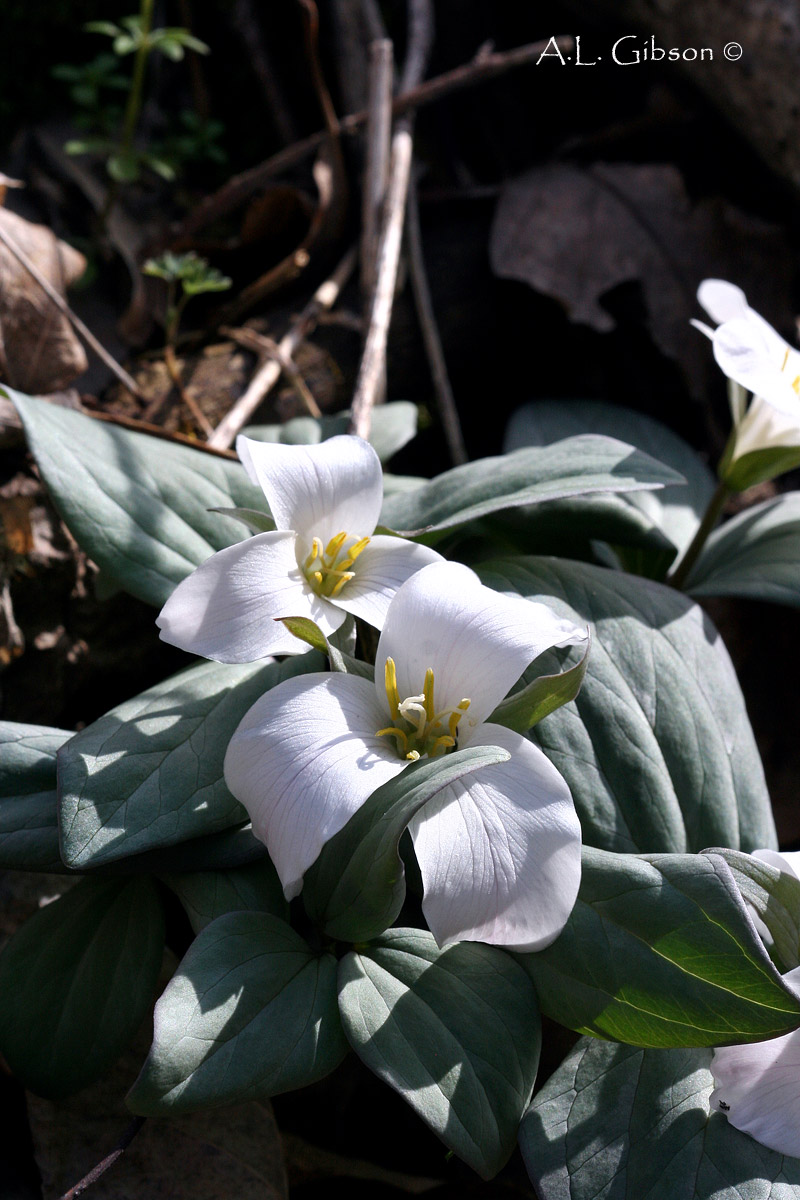 The Buckeye Botanist: The Thrill of Trillium