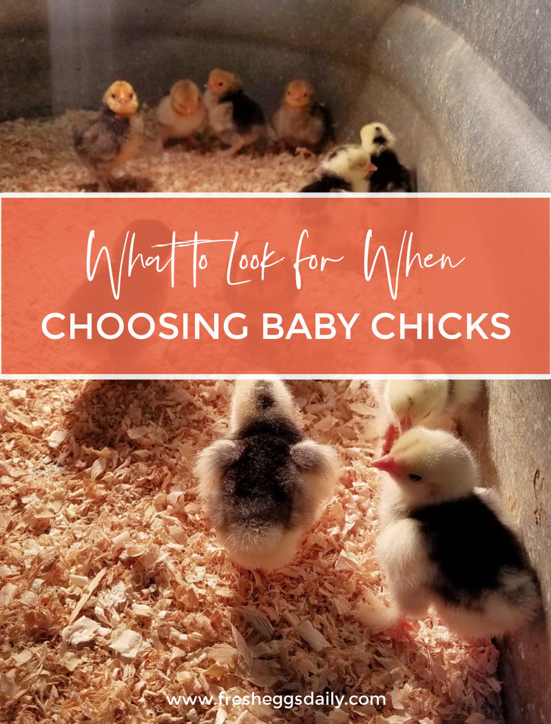 What to Look for When Choosing Baby Chicks - Fresh Eggs Daily® with ...