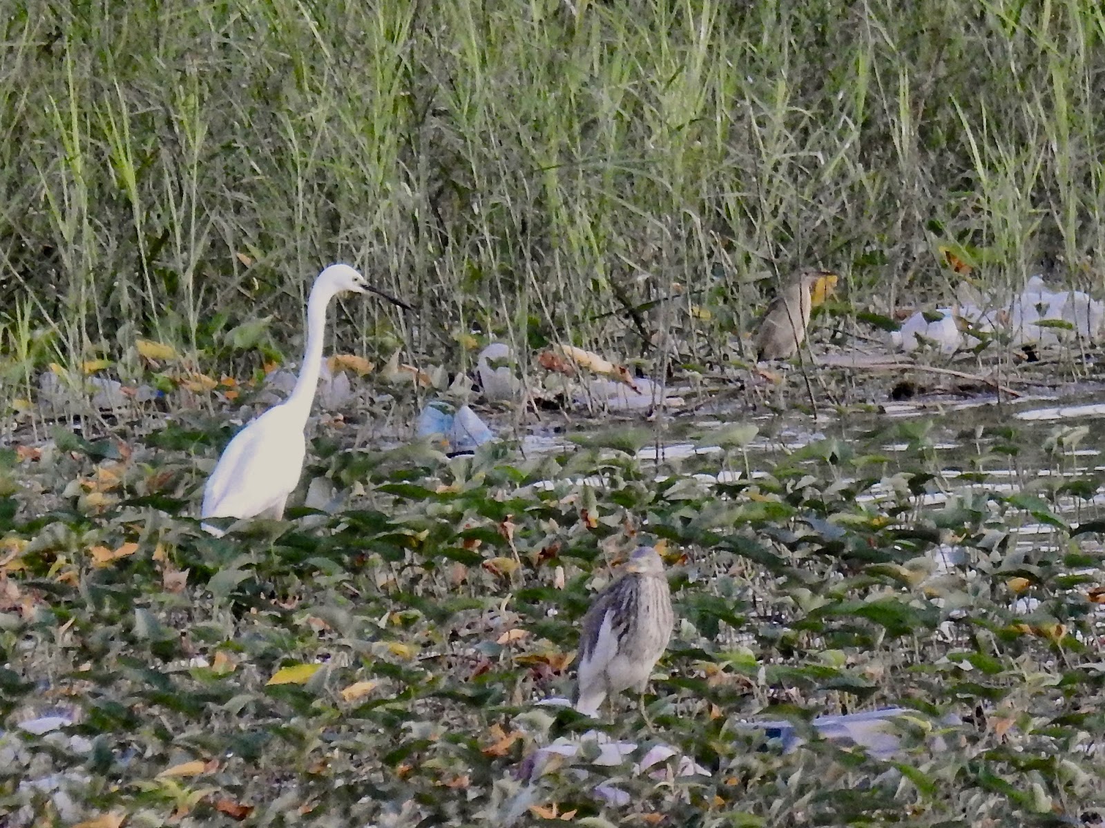 Taman Rimba Kiara: Birdlife of a lake - species