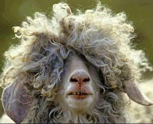 ADRIAN BUCURESCU – Povestea vorbei: Prea de oaie - Cuvântul Națiunii