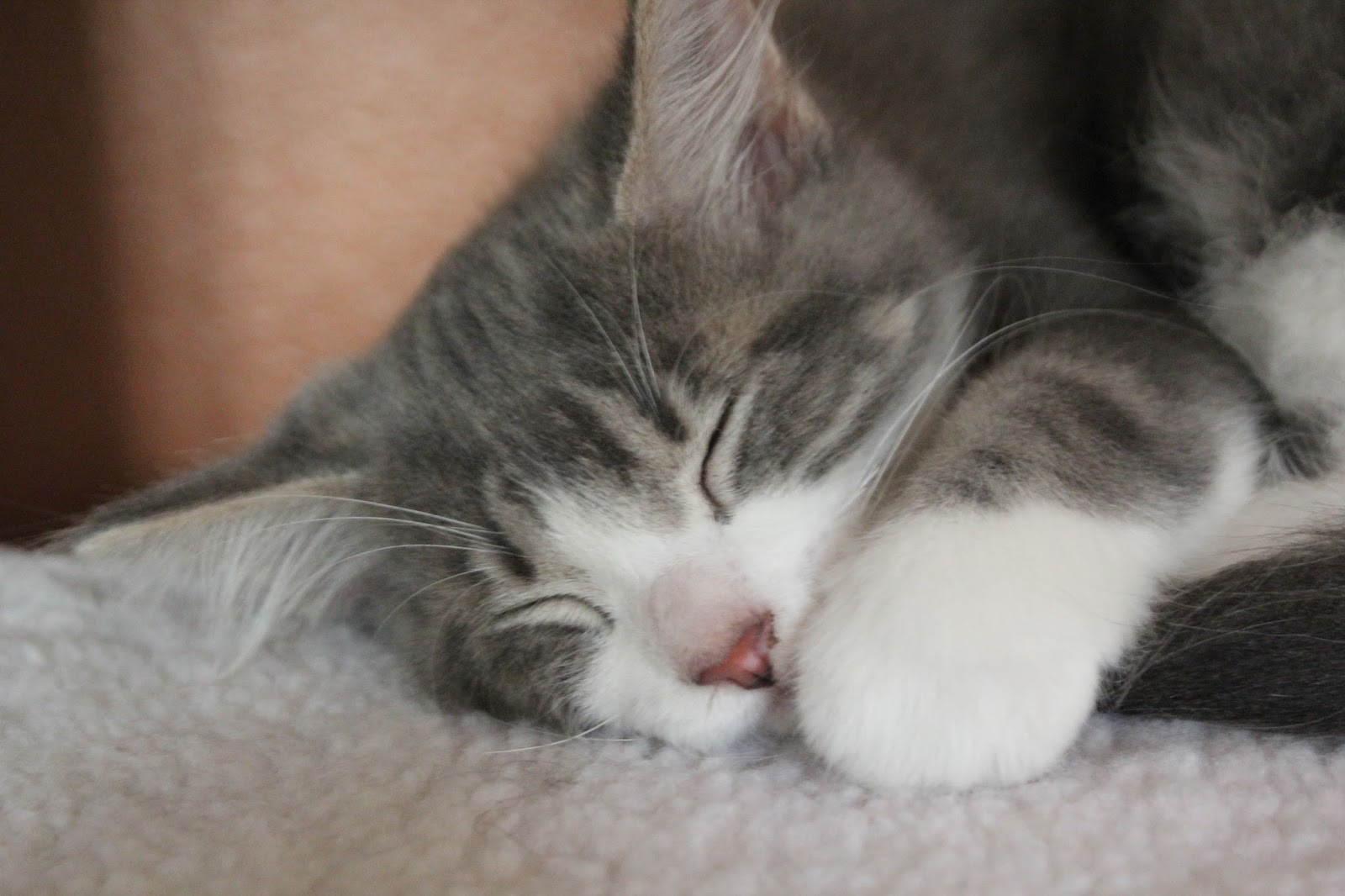 Cattitude: The Best of Puch