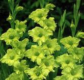 Butterfly Jungle: A Flower For August- Gladiolus