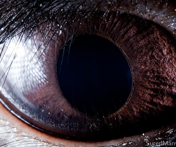 Impresionante: macro-fotografía de ojos de animales by Suren Manvelyan