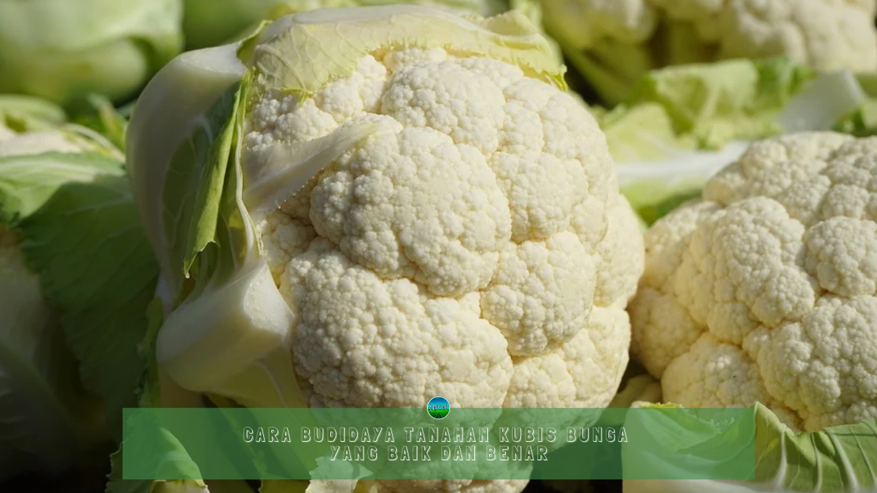 Cara Budidaya Tanaman Kubis Bunga yang Baik dan Benar - Agribisnis ...
