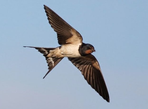 Mellan Sverige och Frankrike: De som flyger uppe...