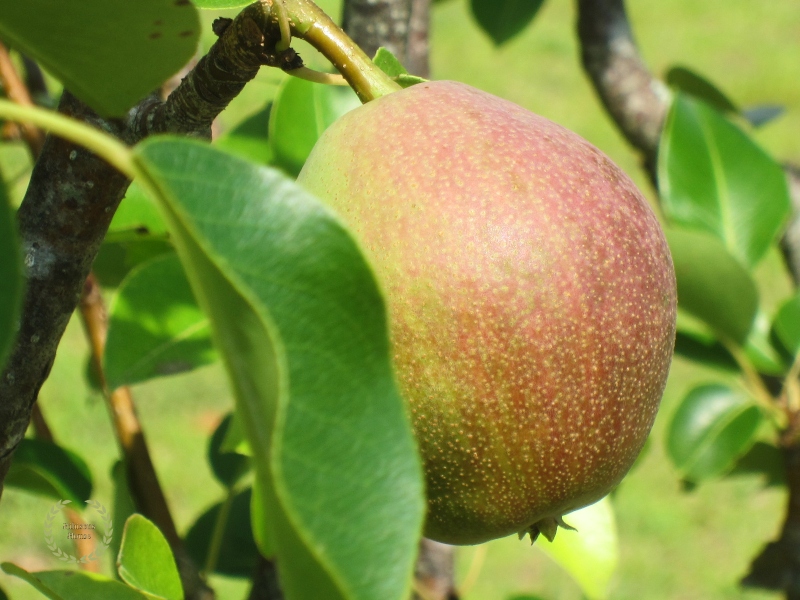 Hibiscus House: This That and Another: The Tiger Lily The Pear Tree a ...