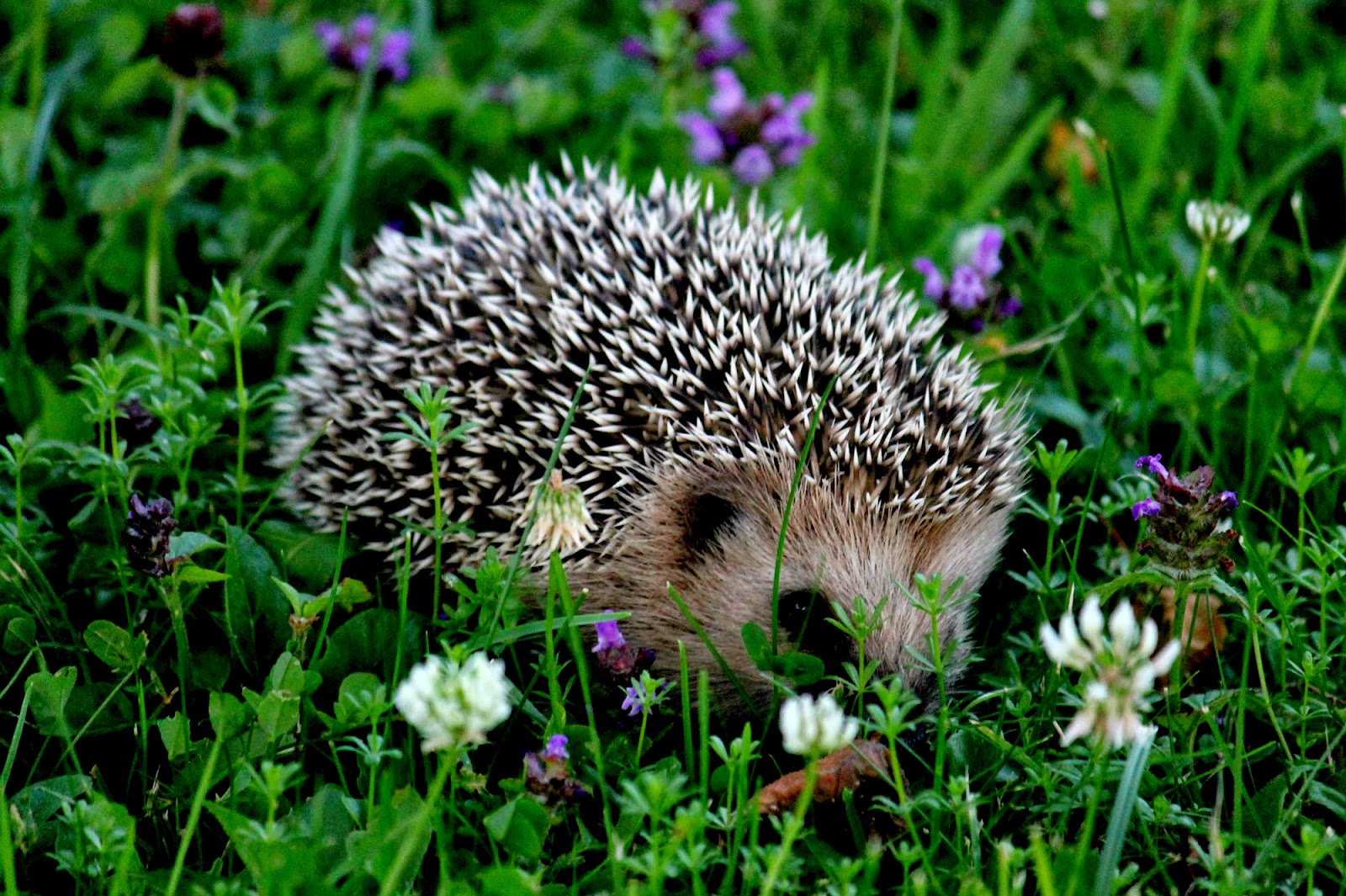 Enjoy the little things: Siil