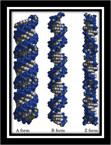 BIOLOGO (plebe chacaloso).: UNIDAD # 2