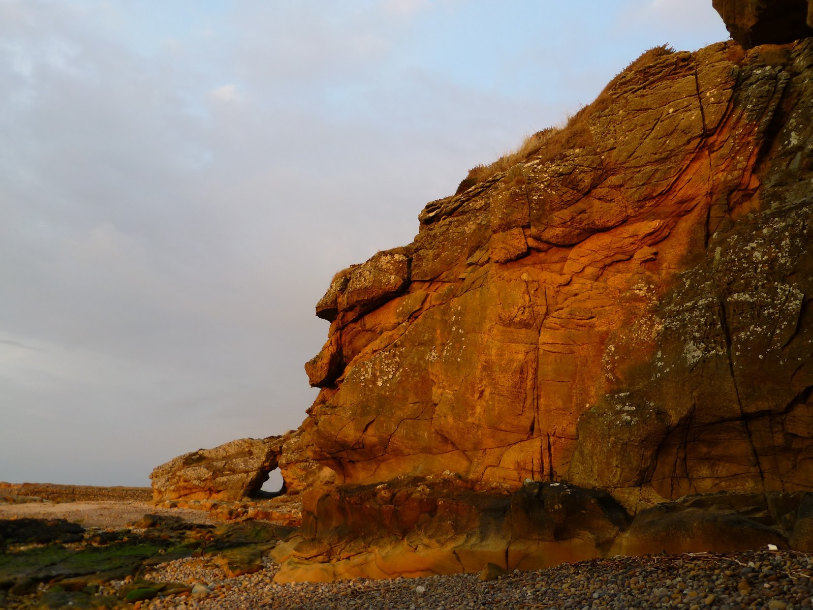 Big Gorse Bush: April in Hopeman