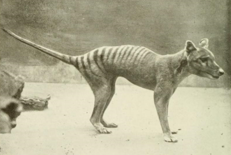 Momentos del Pasado: Las últimas imágenes del extinto tigre de Tasmania