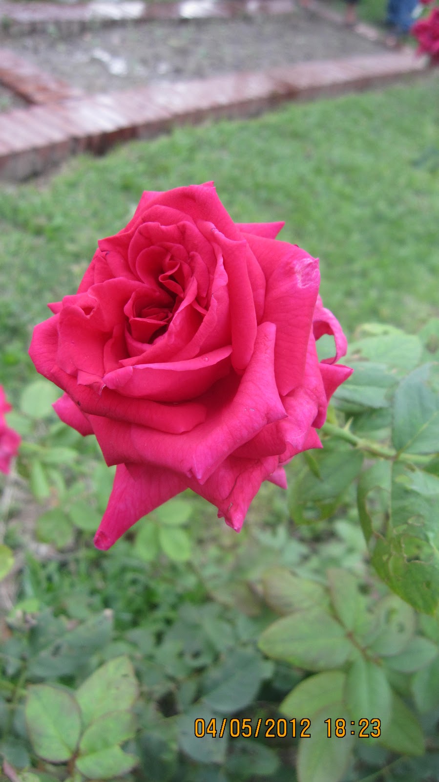 Different Flowers in Bangladesh: Description