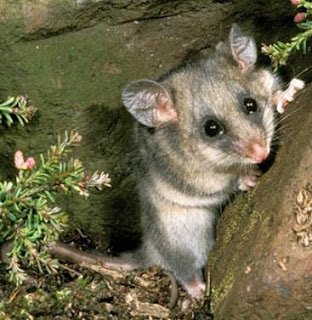 Species Pygmy Possum | Animals In The World