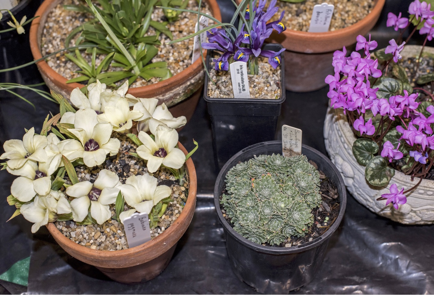 Alpine Garden Society Victorian Group: Oron Peri Talk.