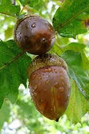 ATENEO DE LIBREPENSAMIENTO: De la bellota, del roble, y el ciclo de la vida