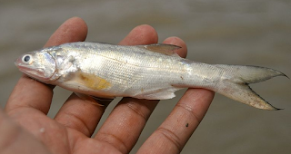 Klasifikasi Dan Morfologi Ikan Senangin | IKAN DAN LAUT