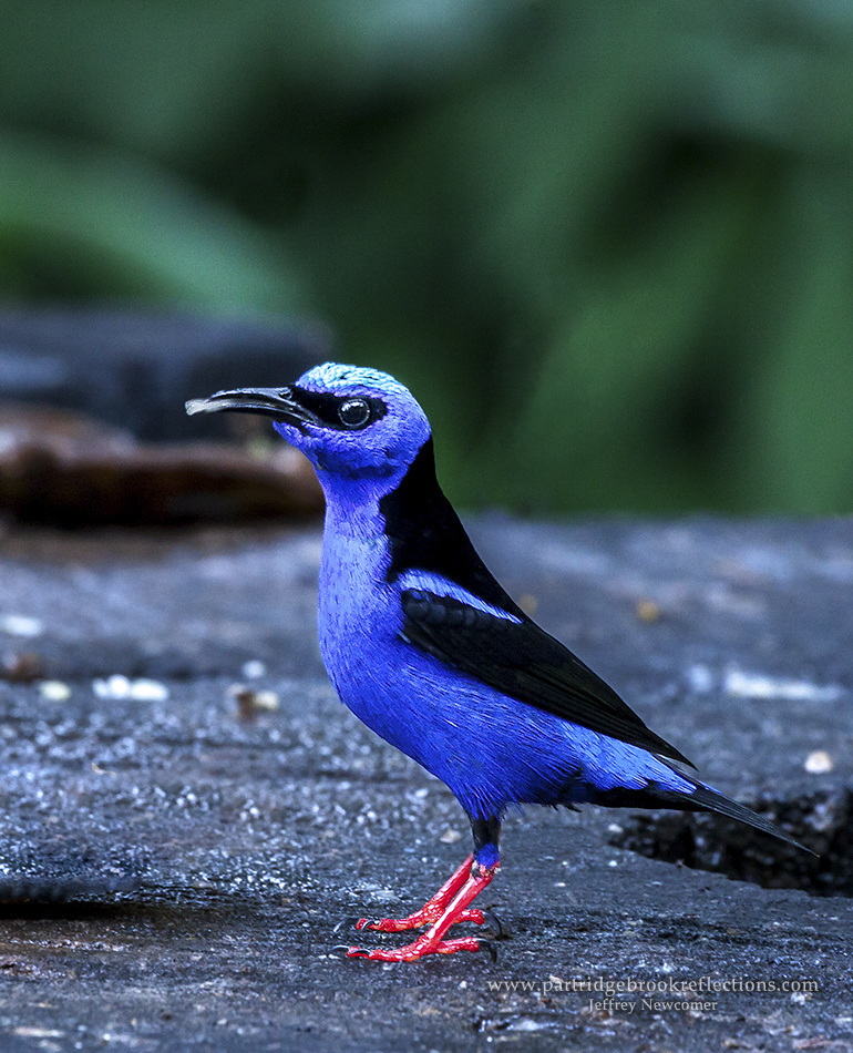 Getting it Right in the Digital Camera : Costa Rican Birding