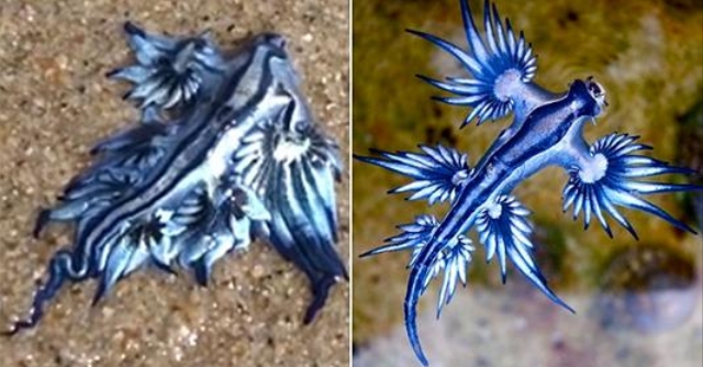 White Wolf : Tiny Real-Life 'Dragon' Makes A Stunning Rare Appearance