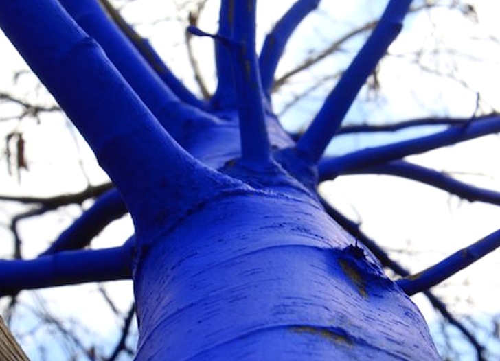 Hey, Lady Grey: Beautiful Blue Trees... popping up everywhere!