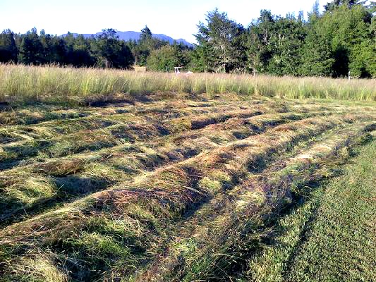 High Prairie Farmgirl: Hay and Bucking Bales