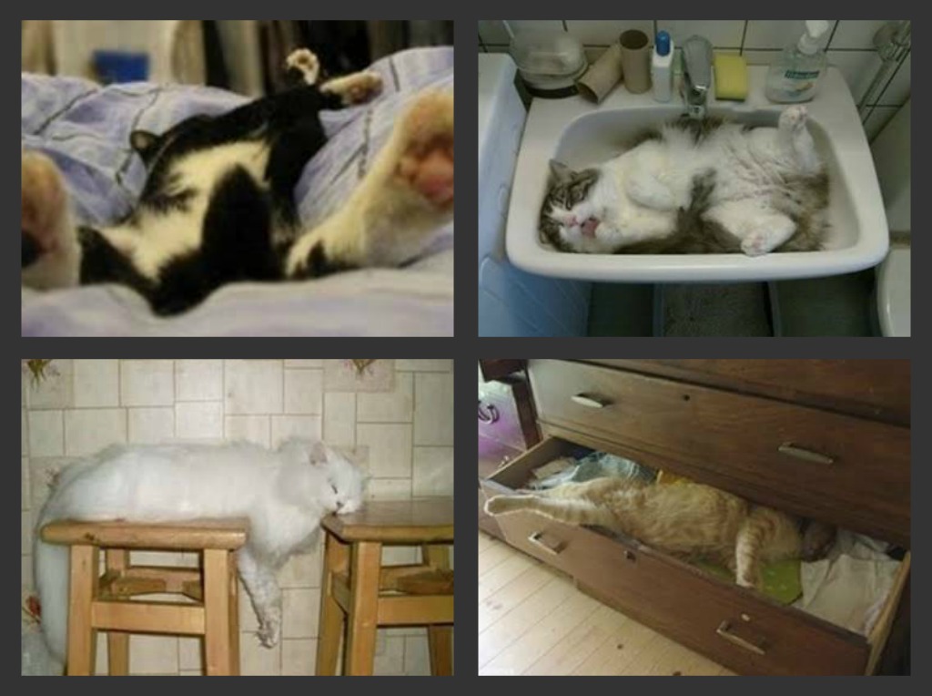 Nadiya...Loving Every Moment: Cuteness...Cat Planking