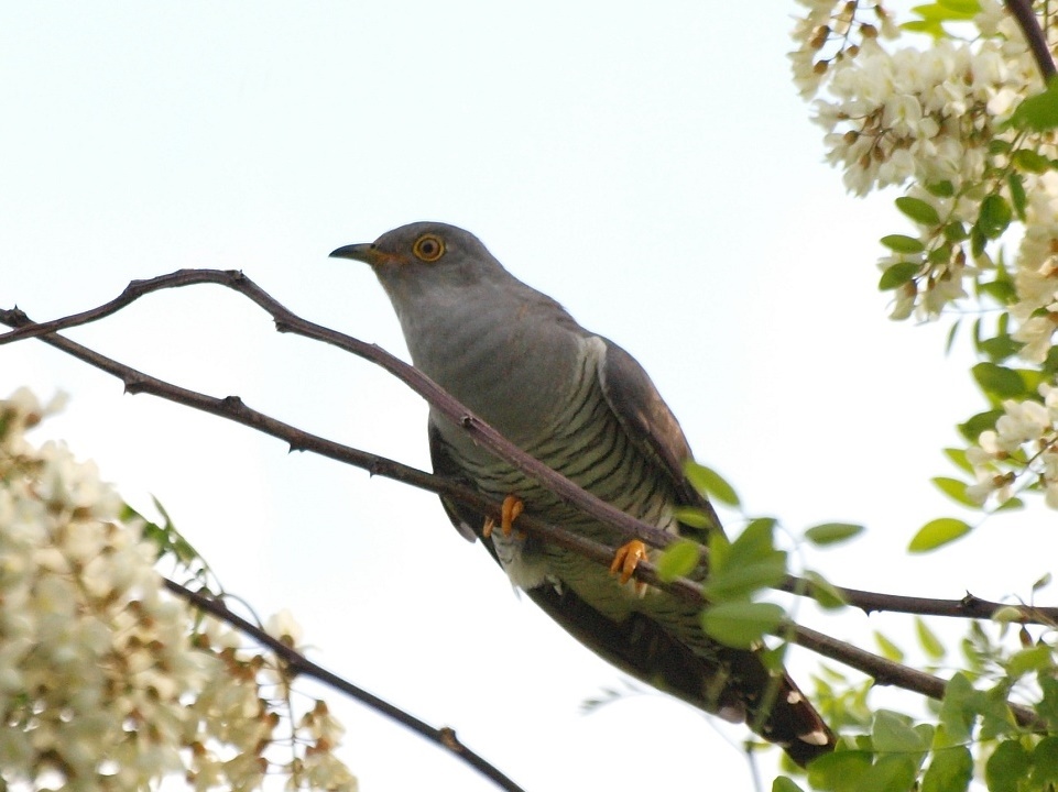 Pe o aripă de cânt: "Ziua Cucului" - tradiţii şi obiceiuri
