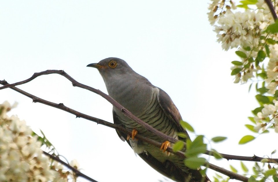 Pe o aripă de cânt: "Ziua Cucului" - tradiţii şi obiceiuri