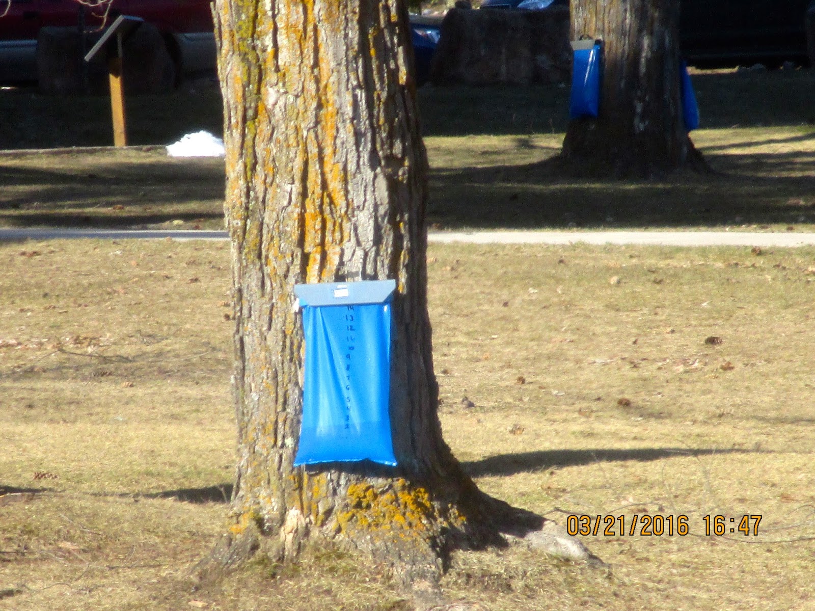 Art's Bayfield Almanac: SUGAR MAPLE SAP IS RUNNING