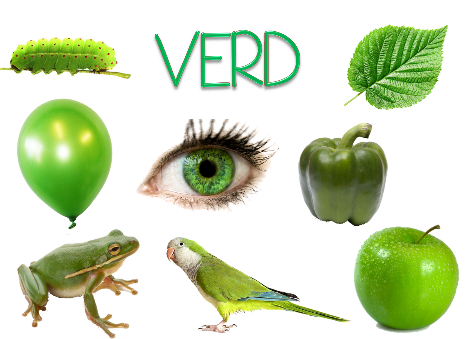 QUÉ HACEMOS HOY EN EL COLE?: COLORS