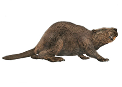 Los animales en la prehistoria: Animales prehistóricos con la letra C