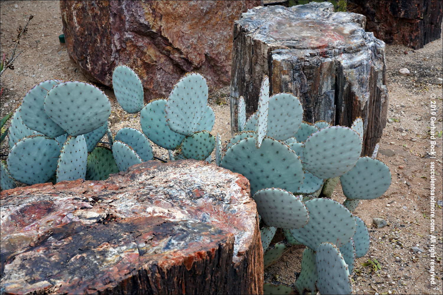 Bach's Cactus Nursery in Tucson on a chilly winter day