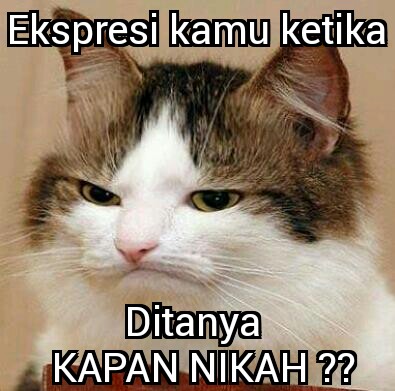 13 Meme 'Kucing' Ini Lucu Banget Bikin Gemes Campur Ngakak