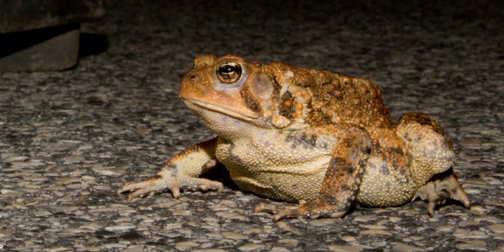 PA Environment Digest Blog: Schuylkill Environmental Ed Center Toad ...