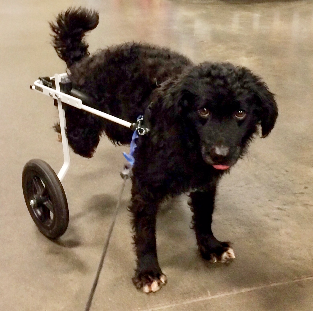 Pet Partners Therapy Dog Team Review