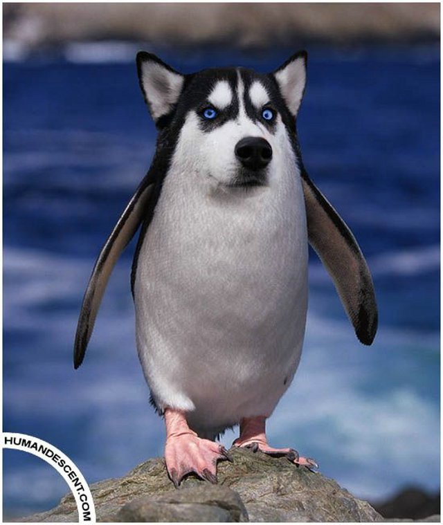 TeleJuniors: FUSION ANIMAL