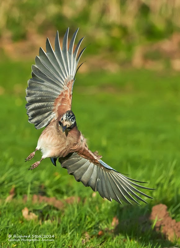 Wildlife Photographic Journals: More Flying Corvids