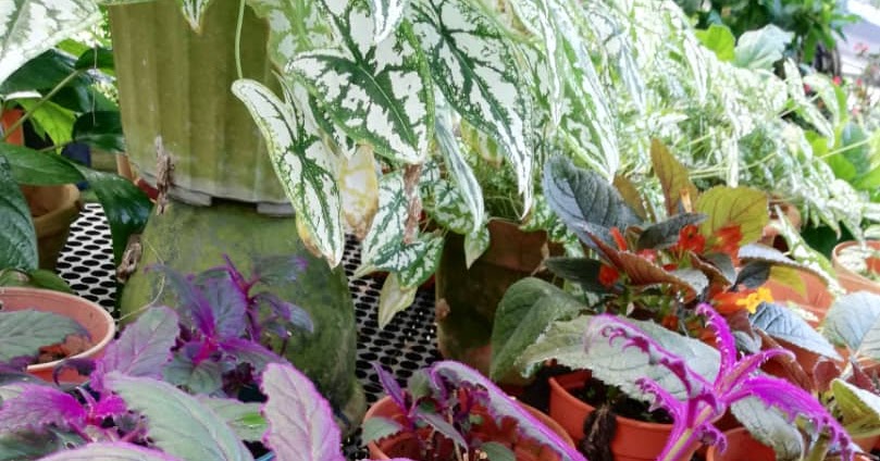 Garden Chronicles of James David: How to Grow & Care Purple Velvet ...