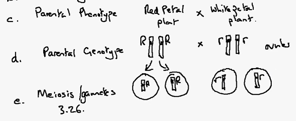 Michelle's Biology (:: 3.19a) P1 x P1 Cross