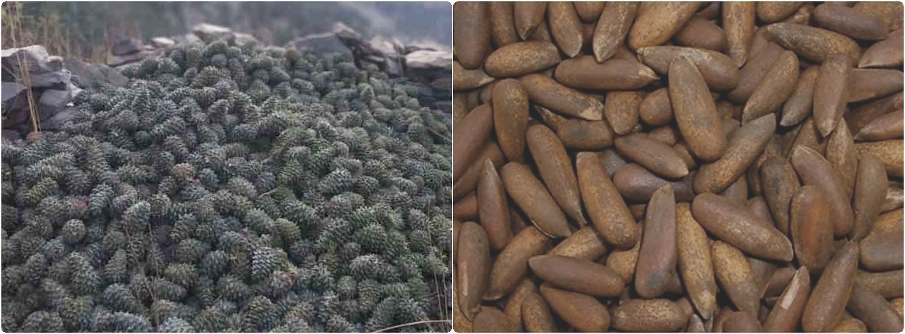 KINNAUR - Fruit bowl of Himachal / Different fruits varieties