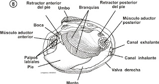 Bivalvos: Características de los bivalvos