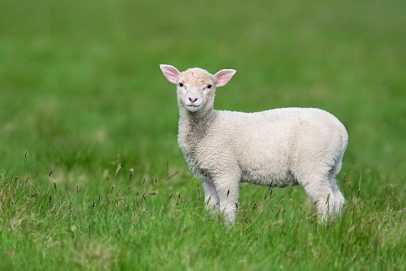 Iść za Barankiem: Pascha - patrzmy na Baranka
